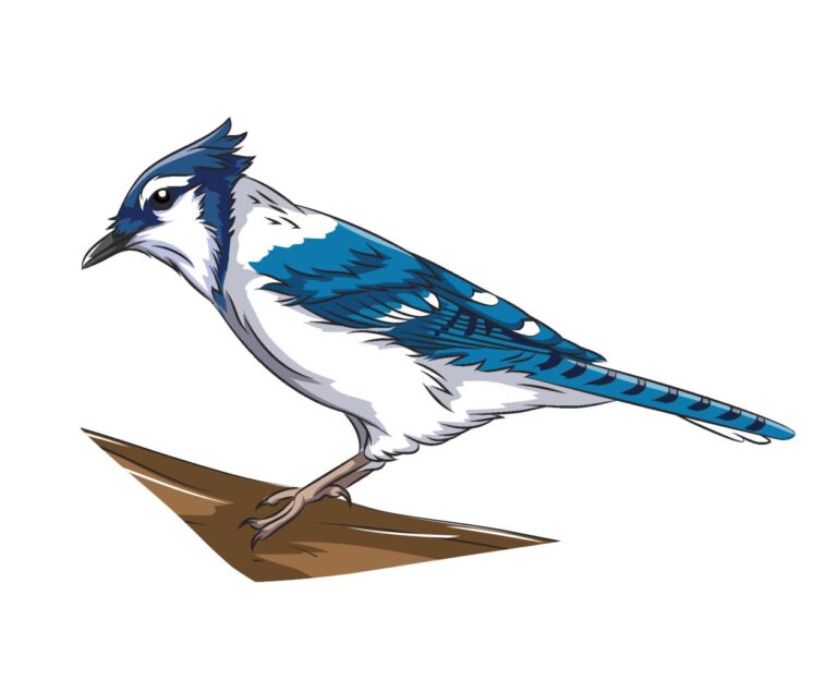 【図解で簡単！設定ガイド】無料ESCファームウェア Bluejay編 スタートアップサウンドもOK!